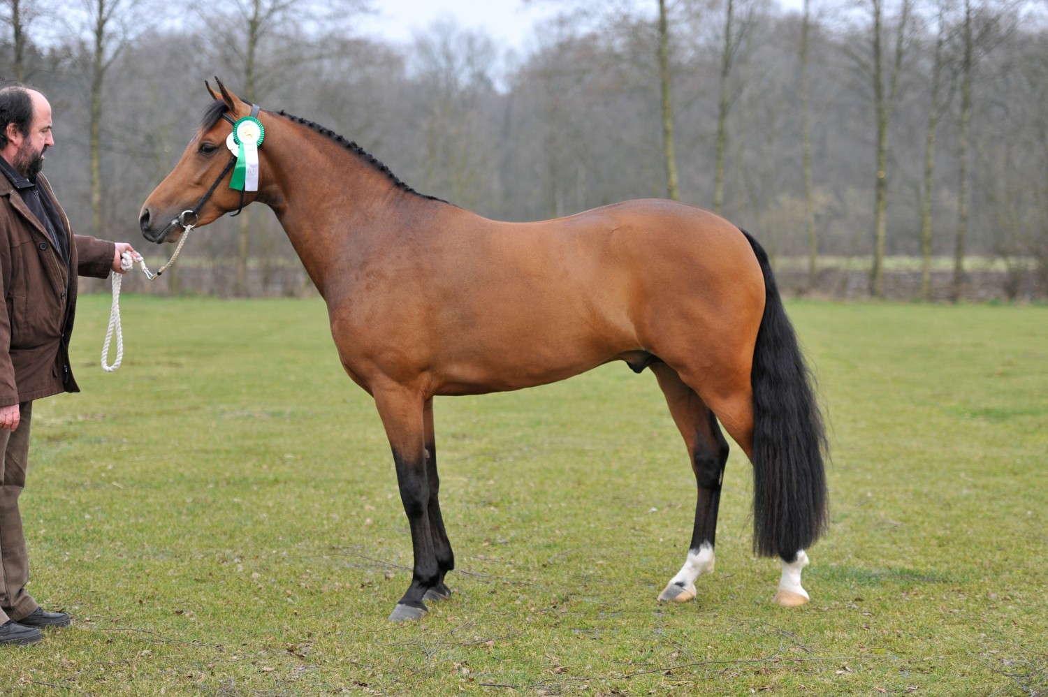Noordhof’s Surprise – Nederlands New Forest Pony Stamboek