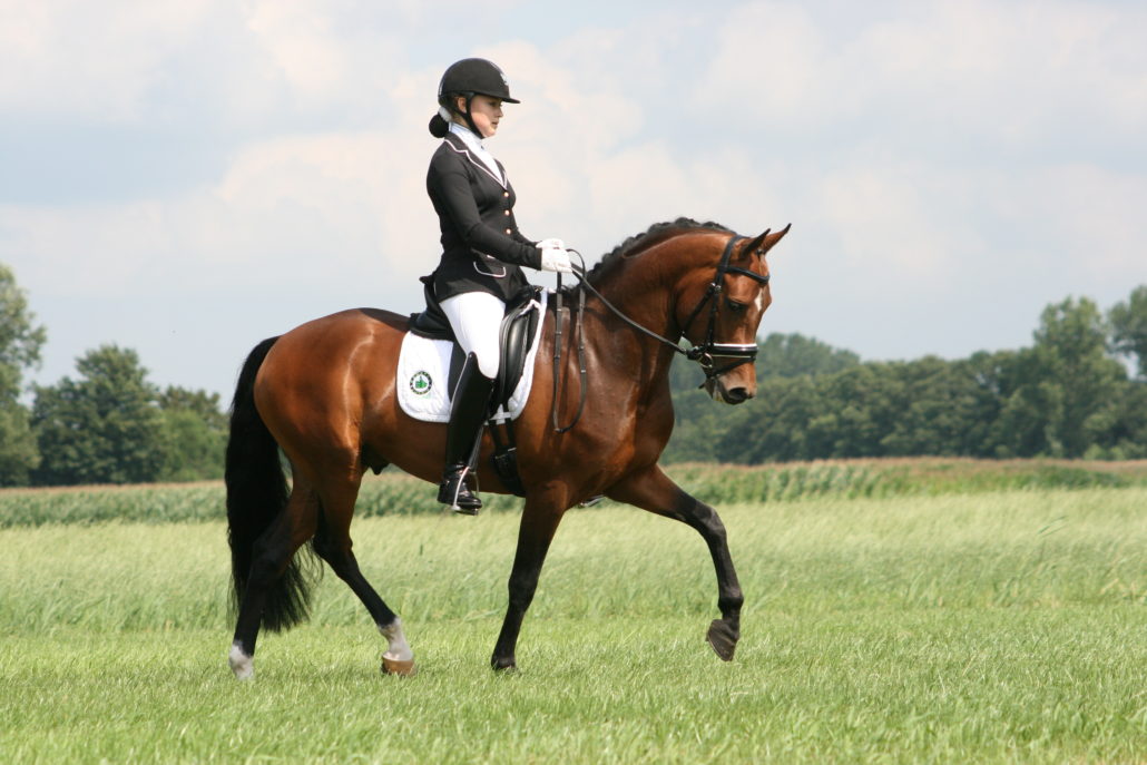 Prestatie Dekhengst – Nederlands New Forest Pony Stamboek