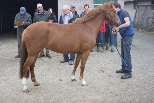 Rondje stamboekopname aan huis (stamboek exterieur) regio ’s ...